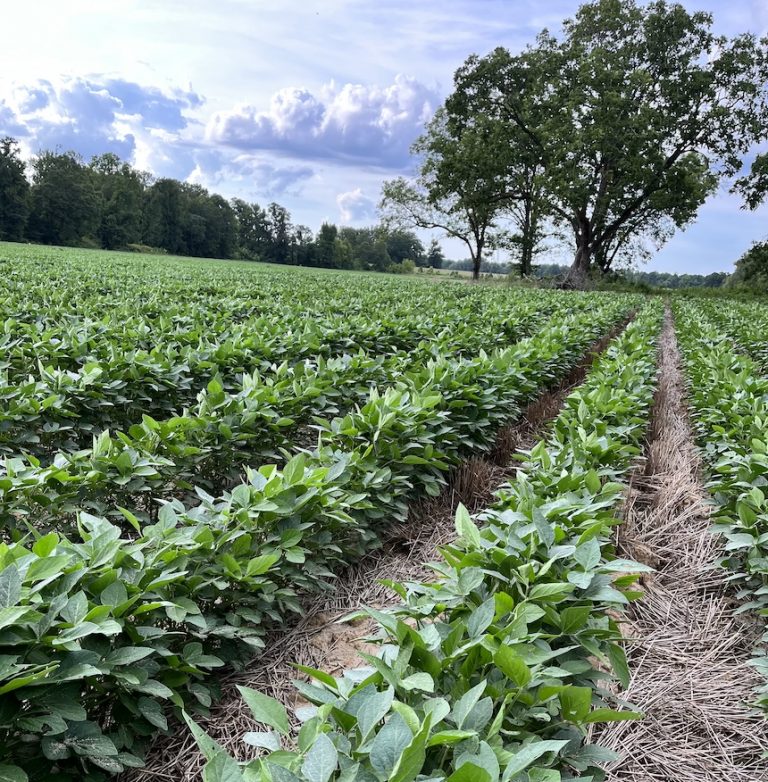 A Deep Dive Into Enhanced Rock Weathering With OpenAir Collective ...